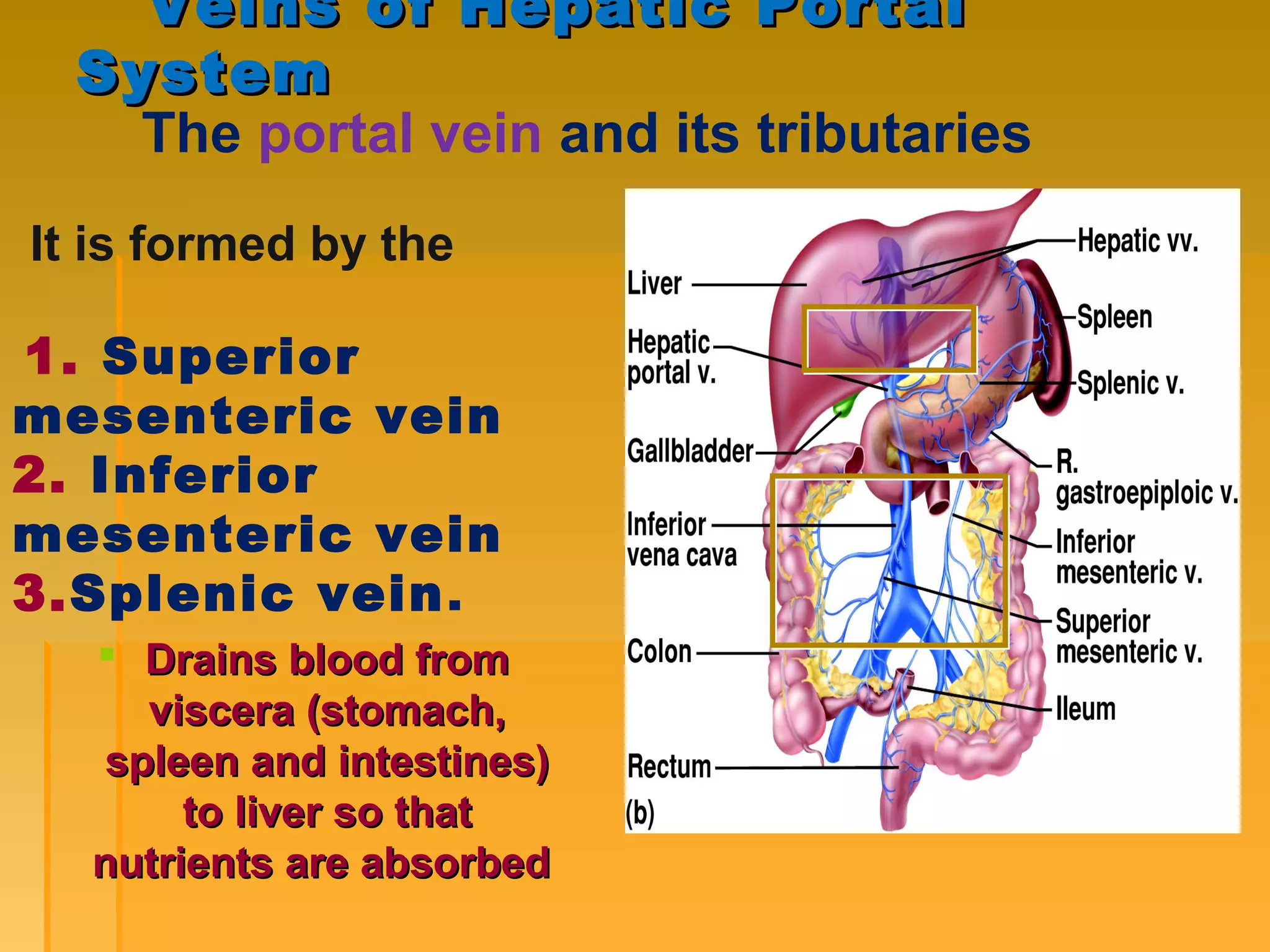 Anatomy of Blood vessels of abdomen pelvic cavities. Portacaval ...