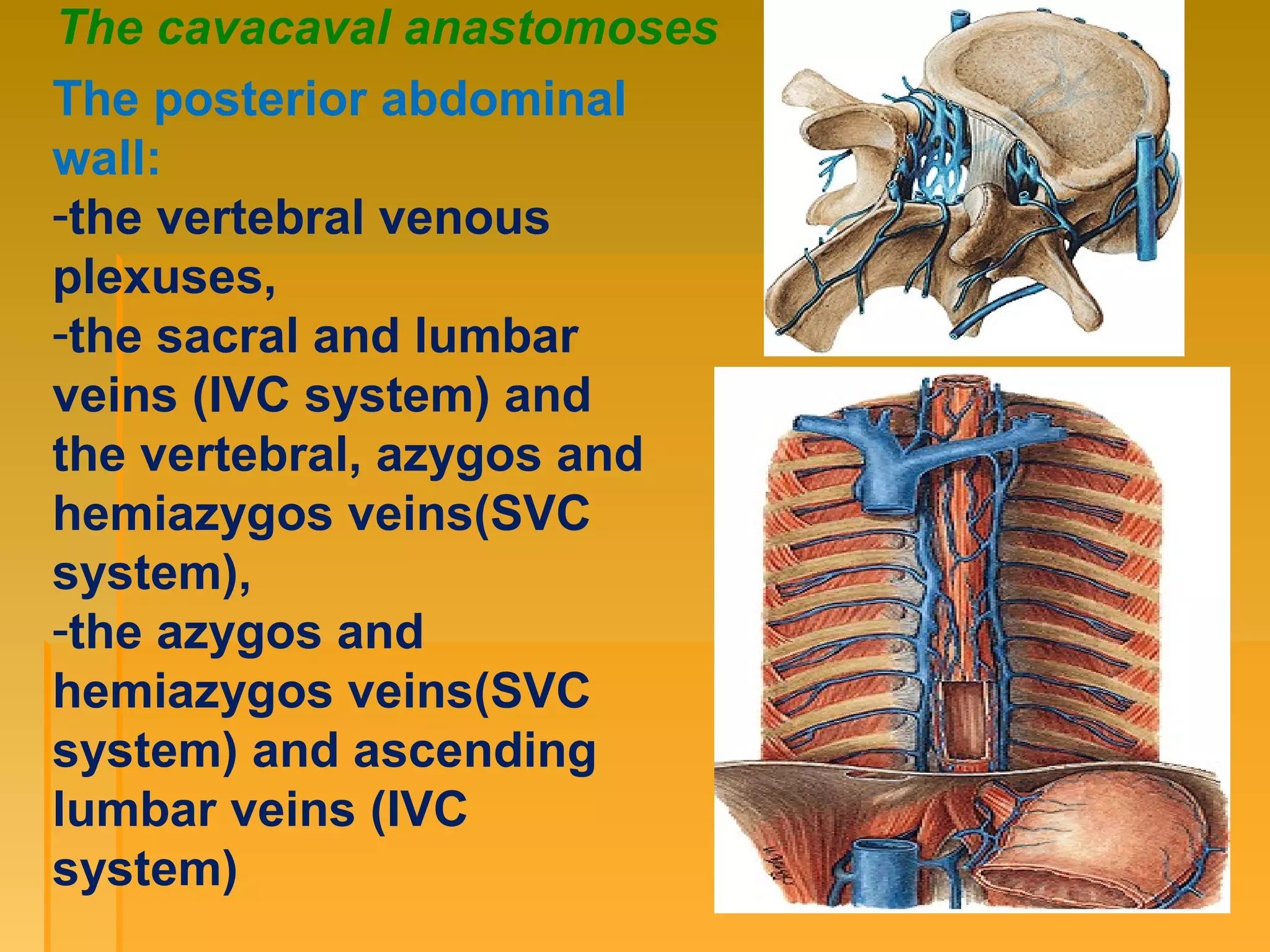 Anatomy of Blood vessels of abdomen pelvic cavities. Portacaval ...