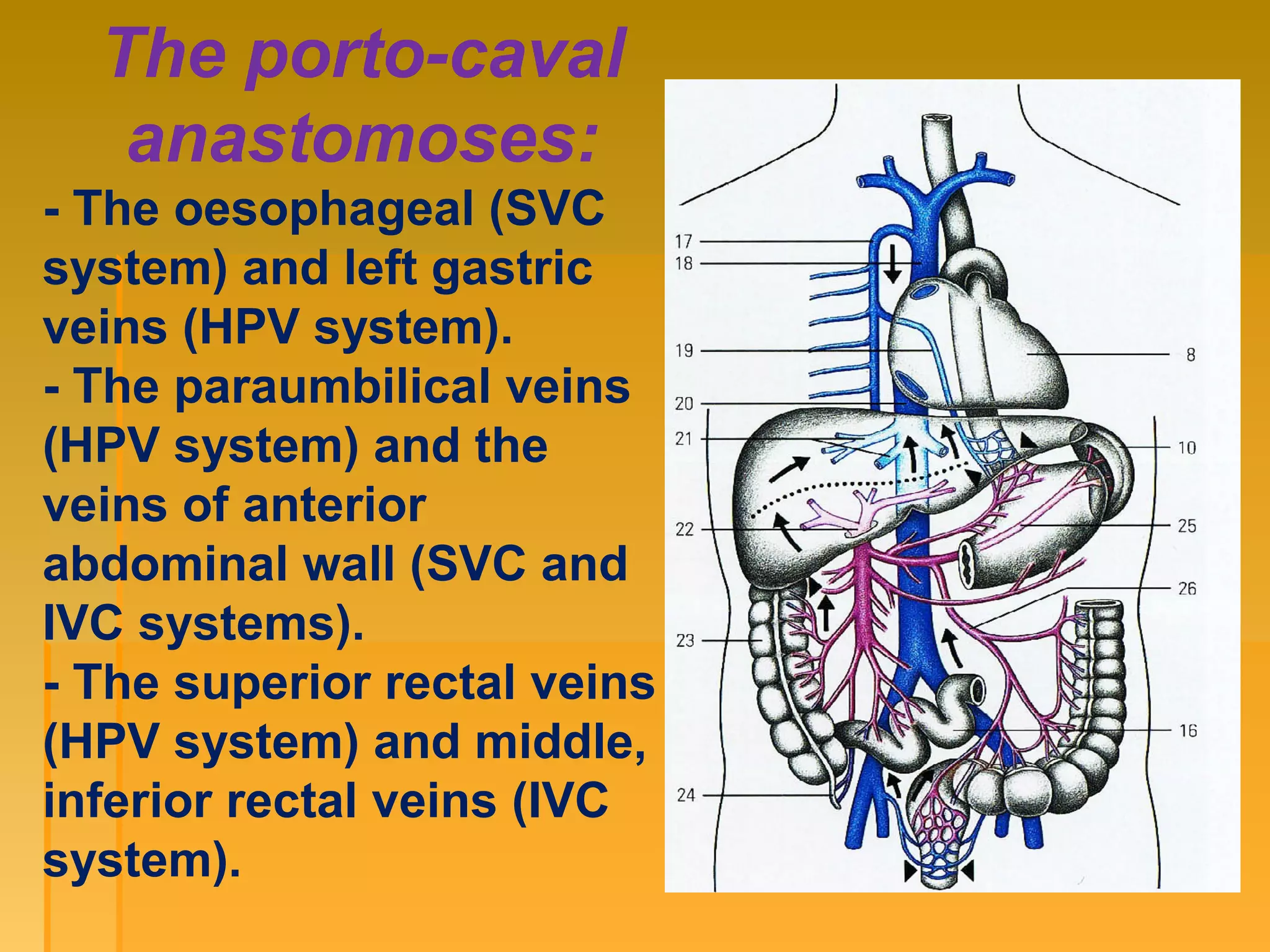 Anatomy of Blood vessels of abdomen pelvic cavities. Portacaval ...