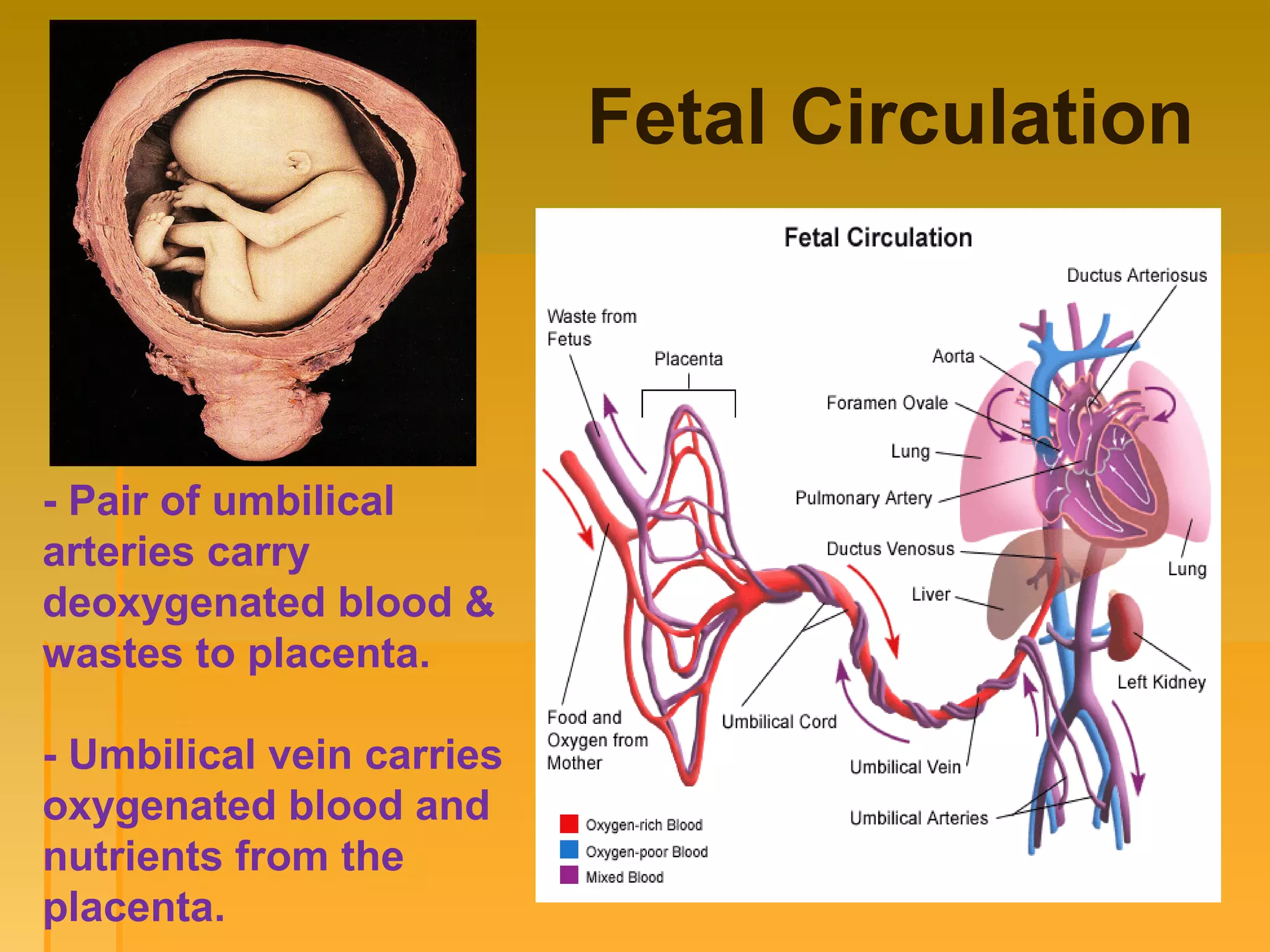 Anatomy of Blood vessels of abdomen pelvic cavities. Portacaval ...