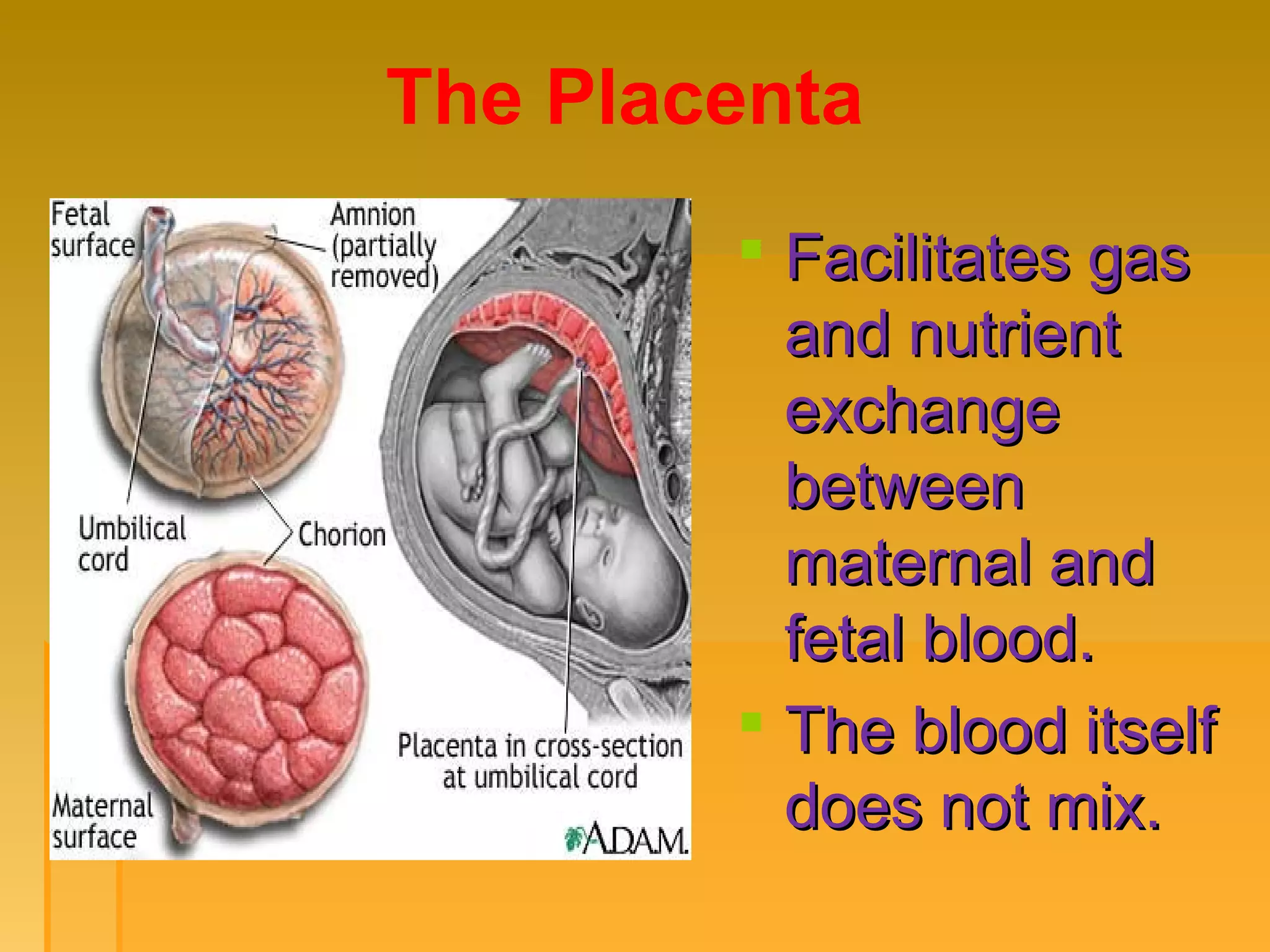 Anatomy of Blood vessels of abdomen pelvic cavities. Portacaval ...