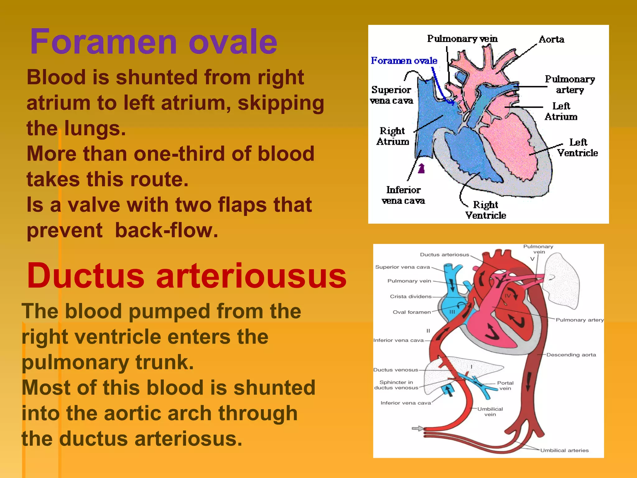 Anatomy of Blood vessels of abdomen pelvic cavities. Portacaval ...