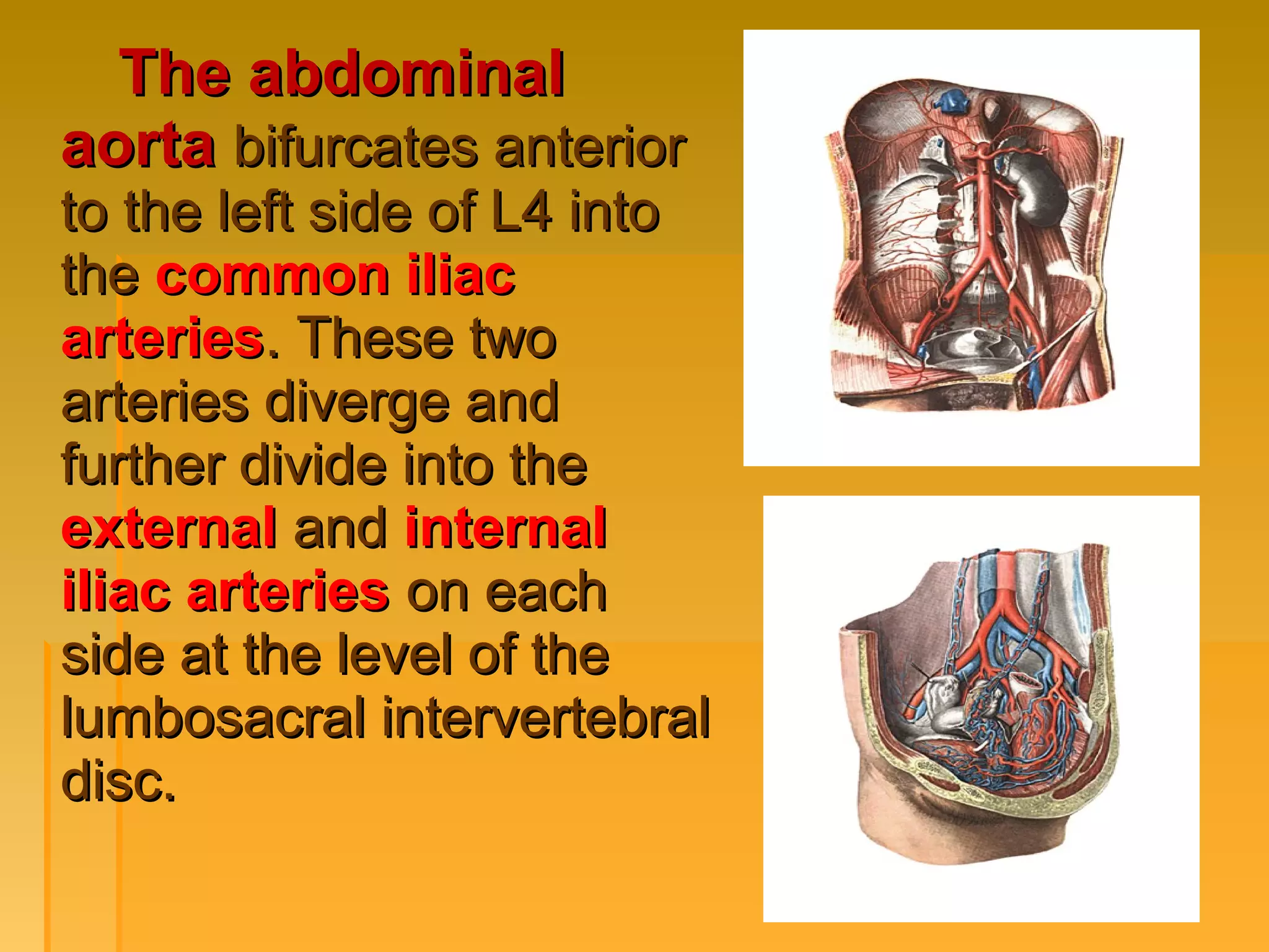 Anatomy of Blood vessels of abdomen pelvic cavities. Portacaval ...