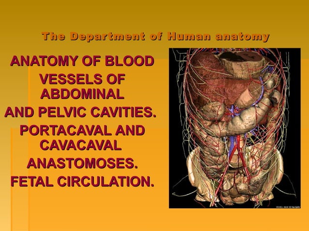 Anatomy of Blood vessels of abdomen pelvic cavities. Portacaval ...