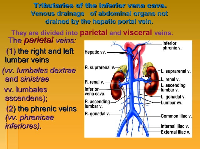 Anatomy of Blood vessels of abdomen pelvic cavities. Portacaval ...