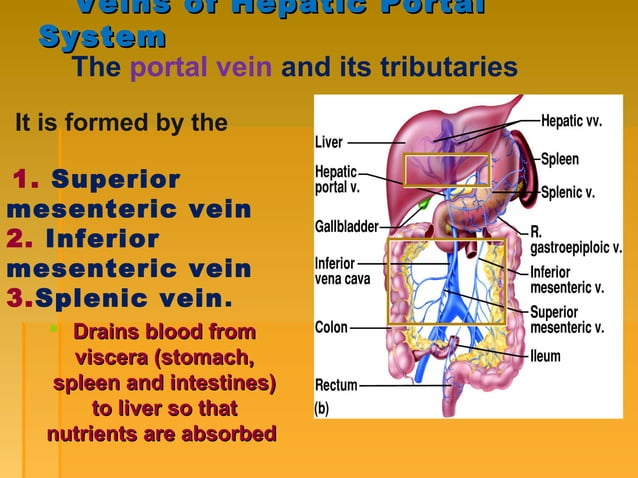 Anatomy of Blood vessels of abdomen pelvic cavities. Portacaval ...