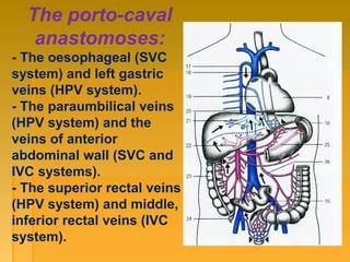 Anatomy of Blood vessels of abdomen pelvic cavities. Portacaval ...