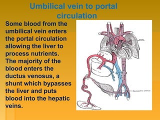 Anatomy of Blood vessels of abdomen pelvic cavities. Portacaval ...