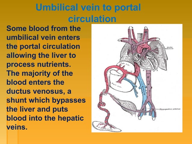 Anatomy of Blood vessels of abdomen pelvic cavities. Portacaval ...