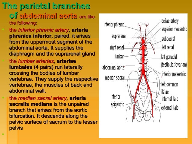 Anatomy of Blood vessels of abdomen pelvic cavities. Portacaval ...