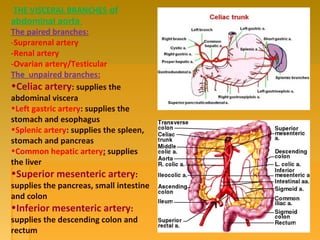 Anatomy of Blood vessels of abdomen pelvic cavities. Portacaval ...