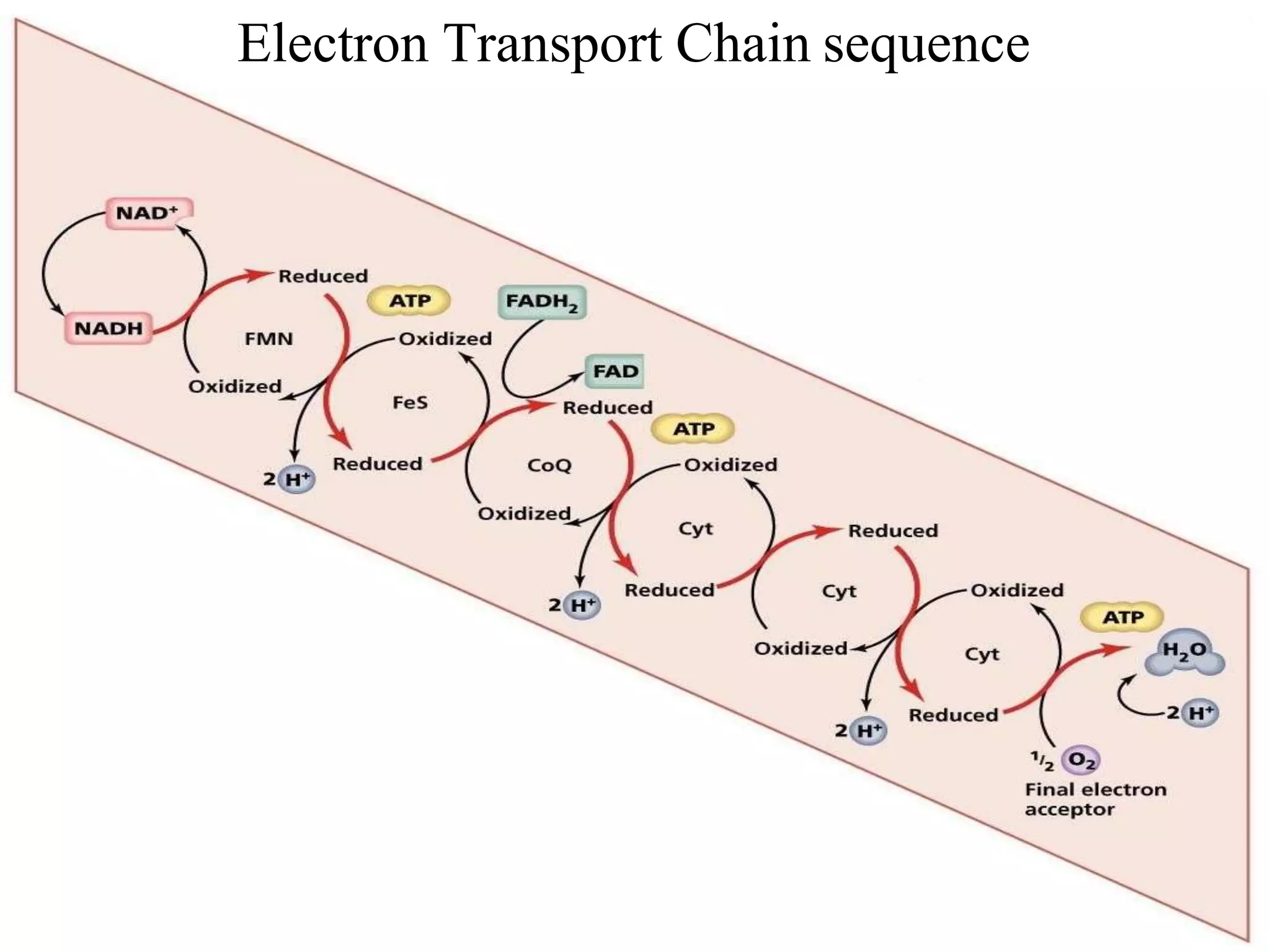 Biological Oxidation (Electron Transport Chain) | PPTX
