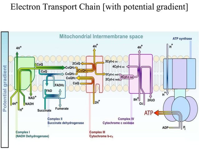 Biological Oxidation (Electron Transport Chain) | PPTX