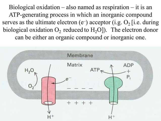 Biological Oxidation (Electron Transport Chain) | PPTX