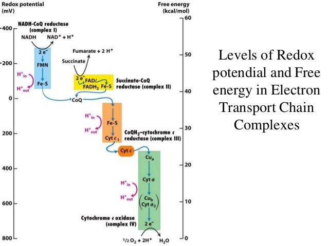 Biological Oxidation (Electron Transport Chain)