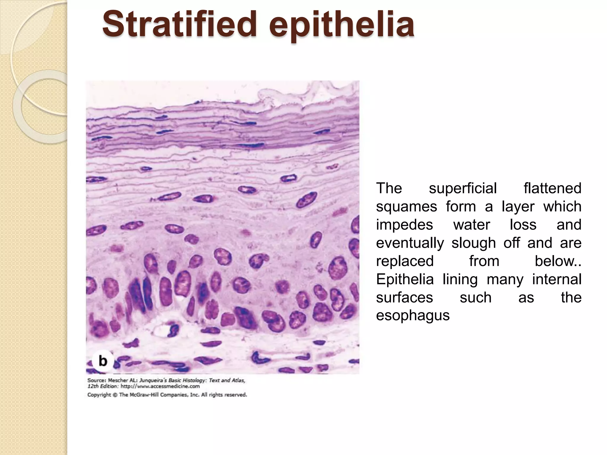Types of Epithelia | PPTX