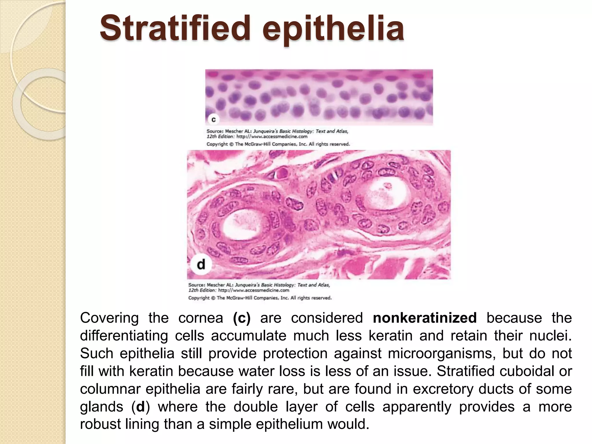 Types of Epithelia | PPTX