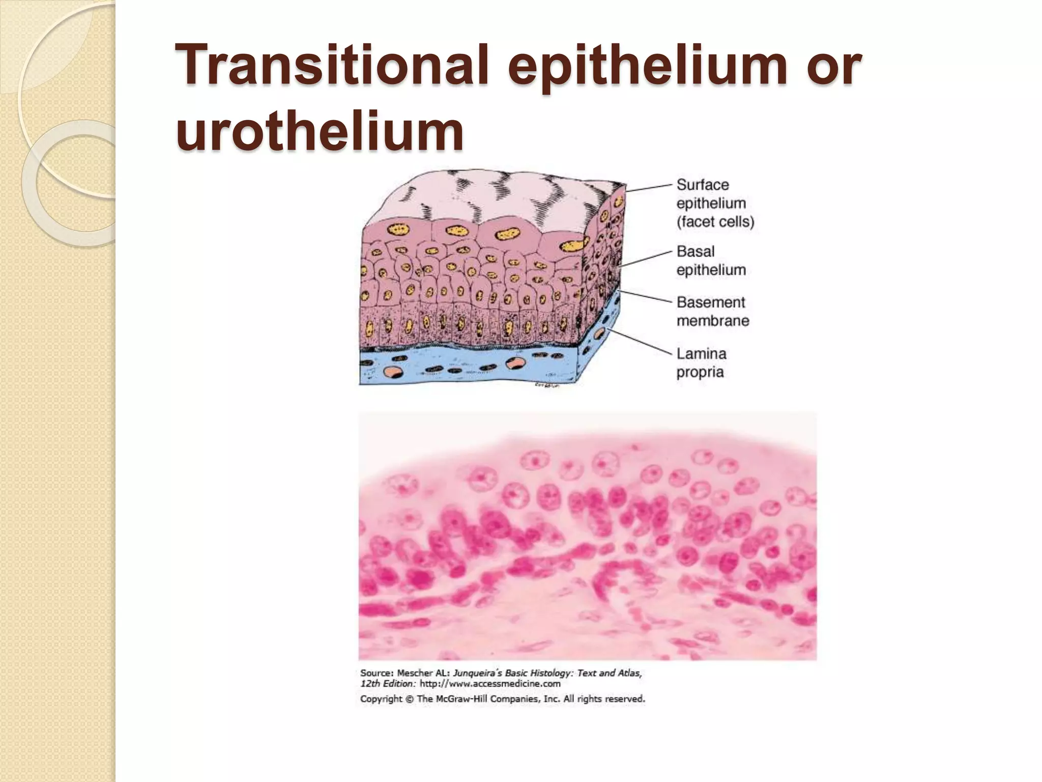 Types of Epithelia | PPTX