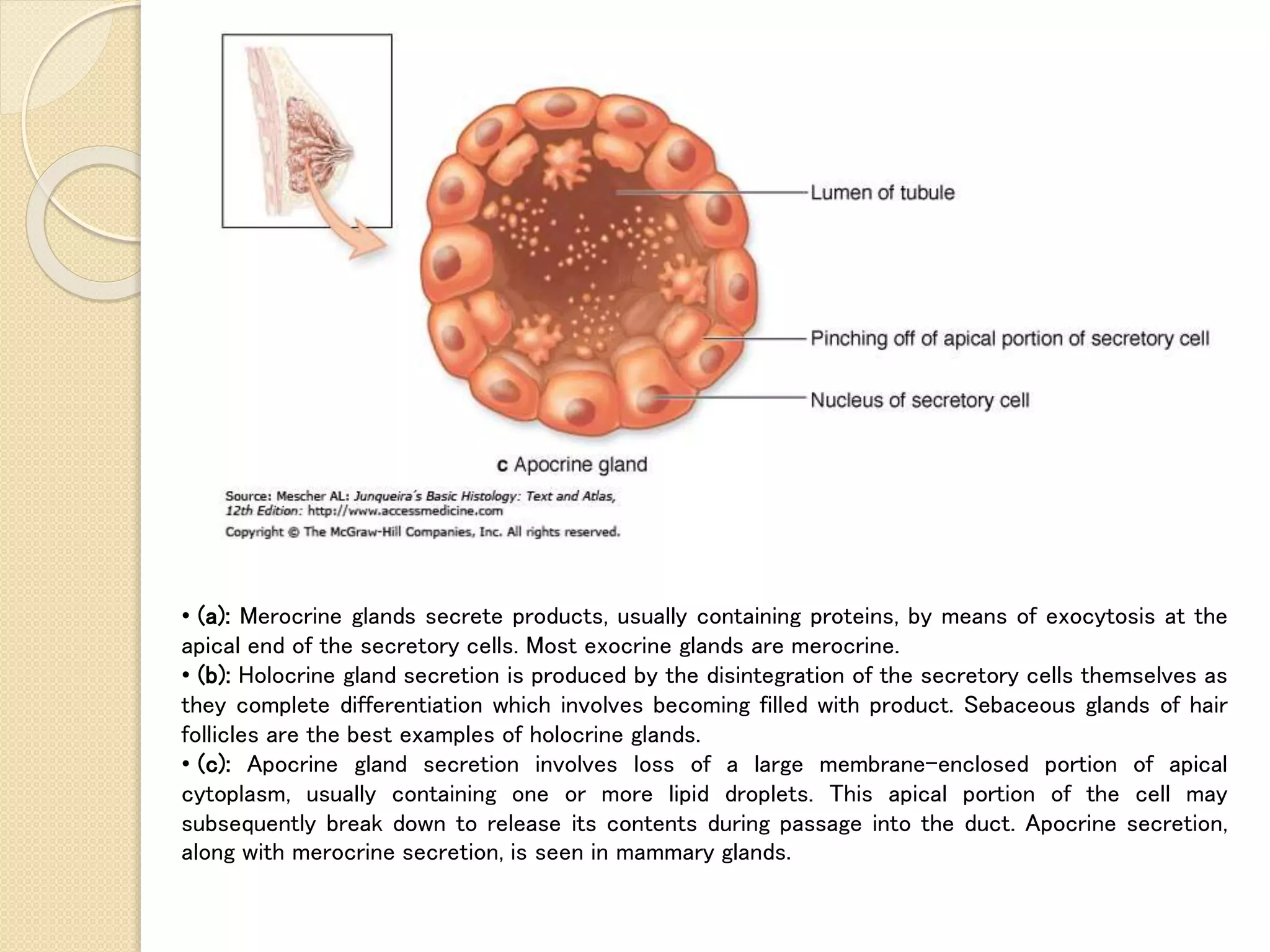 Types of Epithelia | PPTX