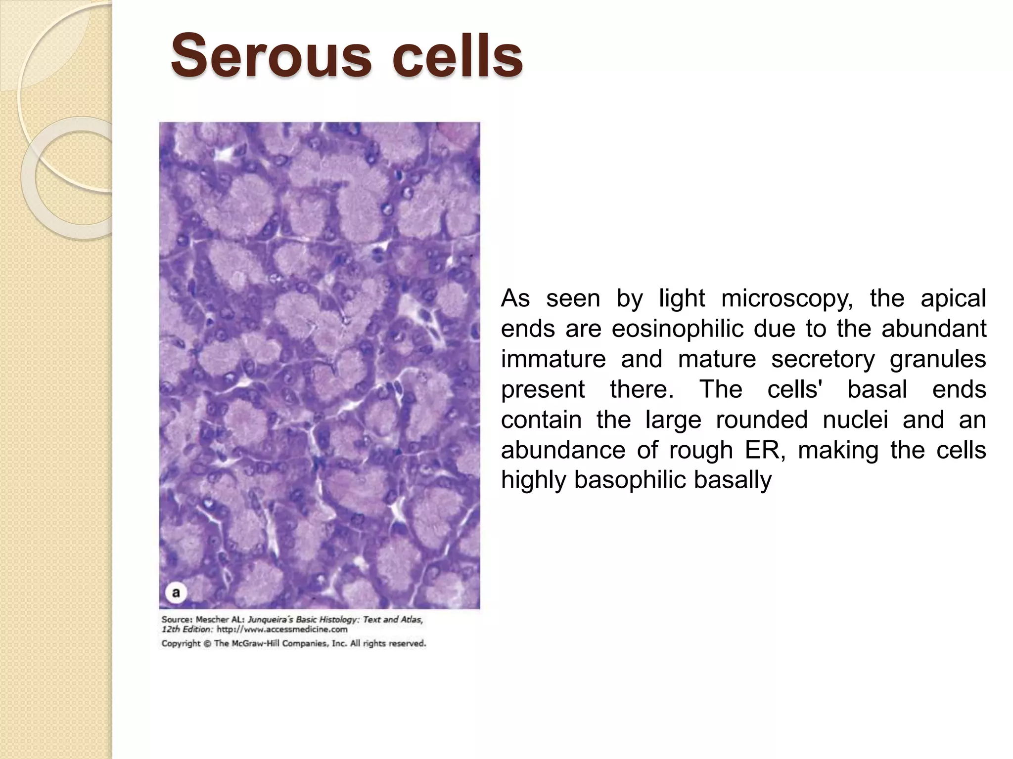 Types of Epithelia | PPTX