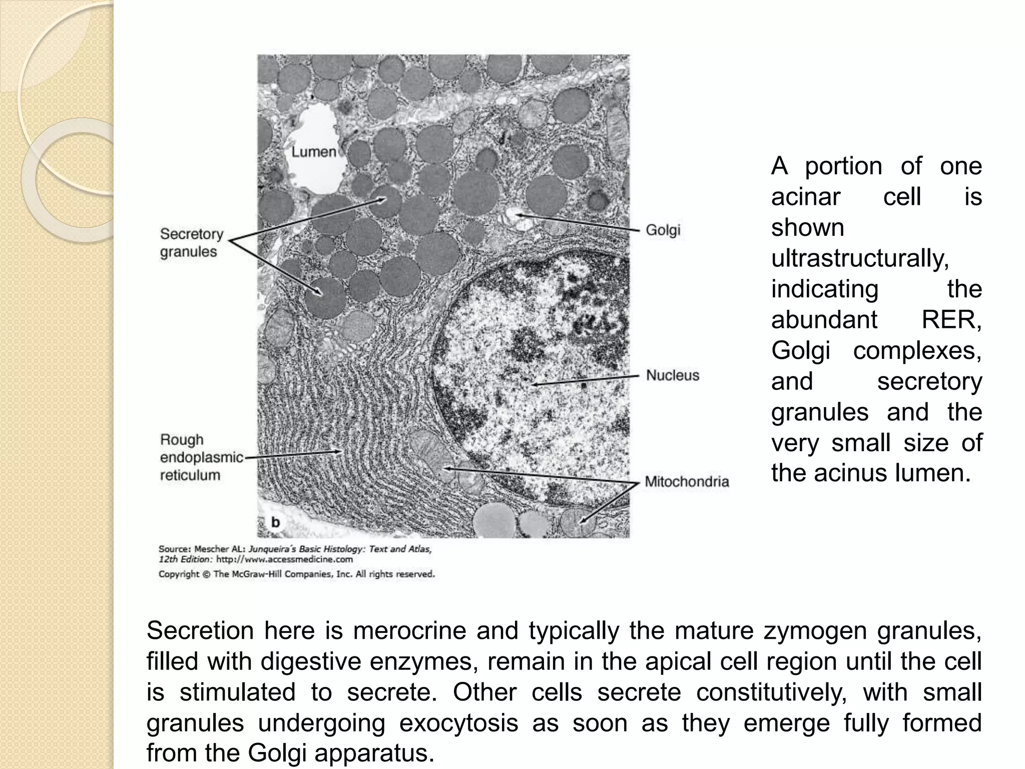 Types of Epithelia | PPTX