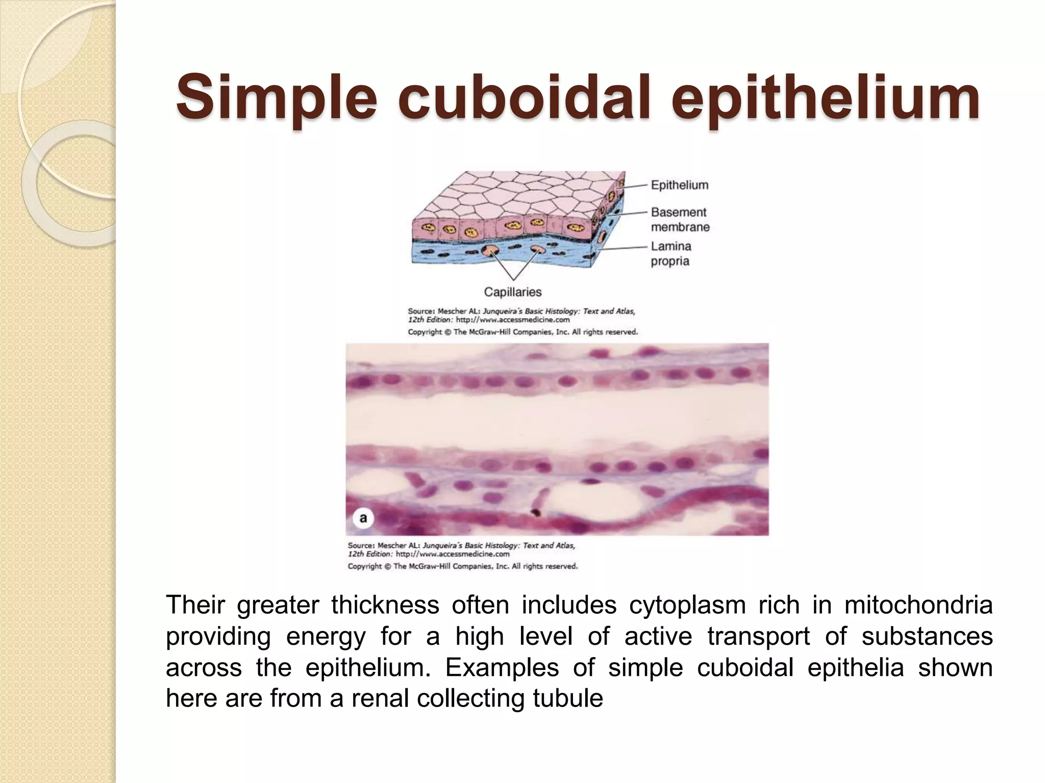 Types of Epithelia | PPTX