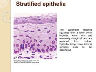 Types of Epithelia | PPTX