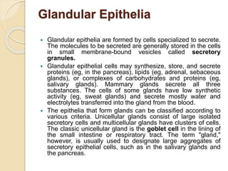 Types of Epithelia | PPTX