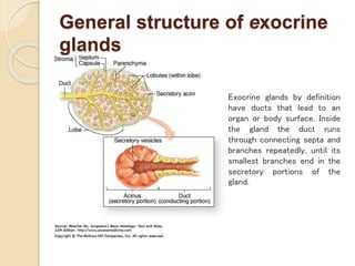 Types of Epithelia | PPTX