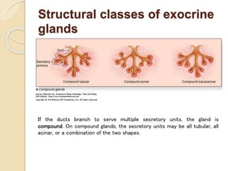 Types of Epithelia | PPTX | Skin and Dermatology | Diseases and Conditions