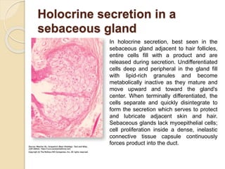 Types of Epithelia | PPTX