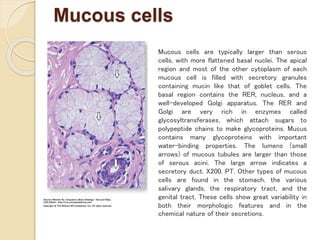 Types of Epithelia | PPTX
