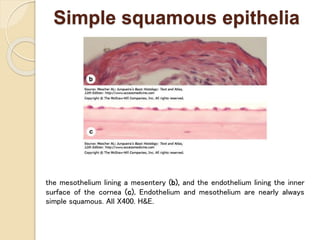Types of Epithelia | PPTX