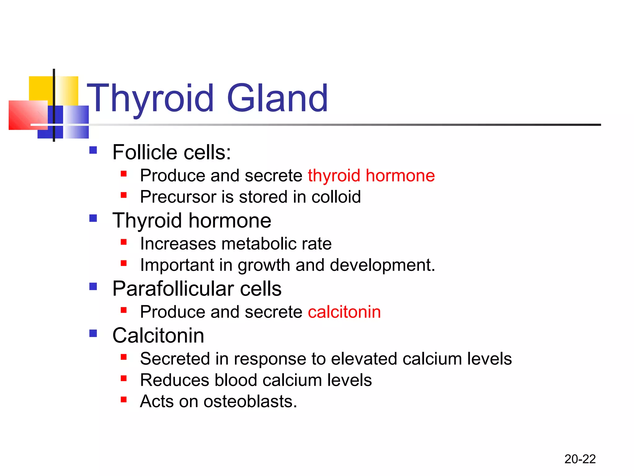Endocrine glands | PDF