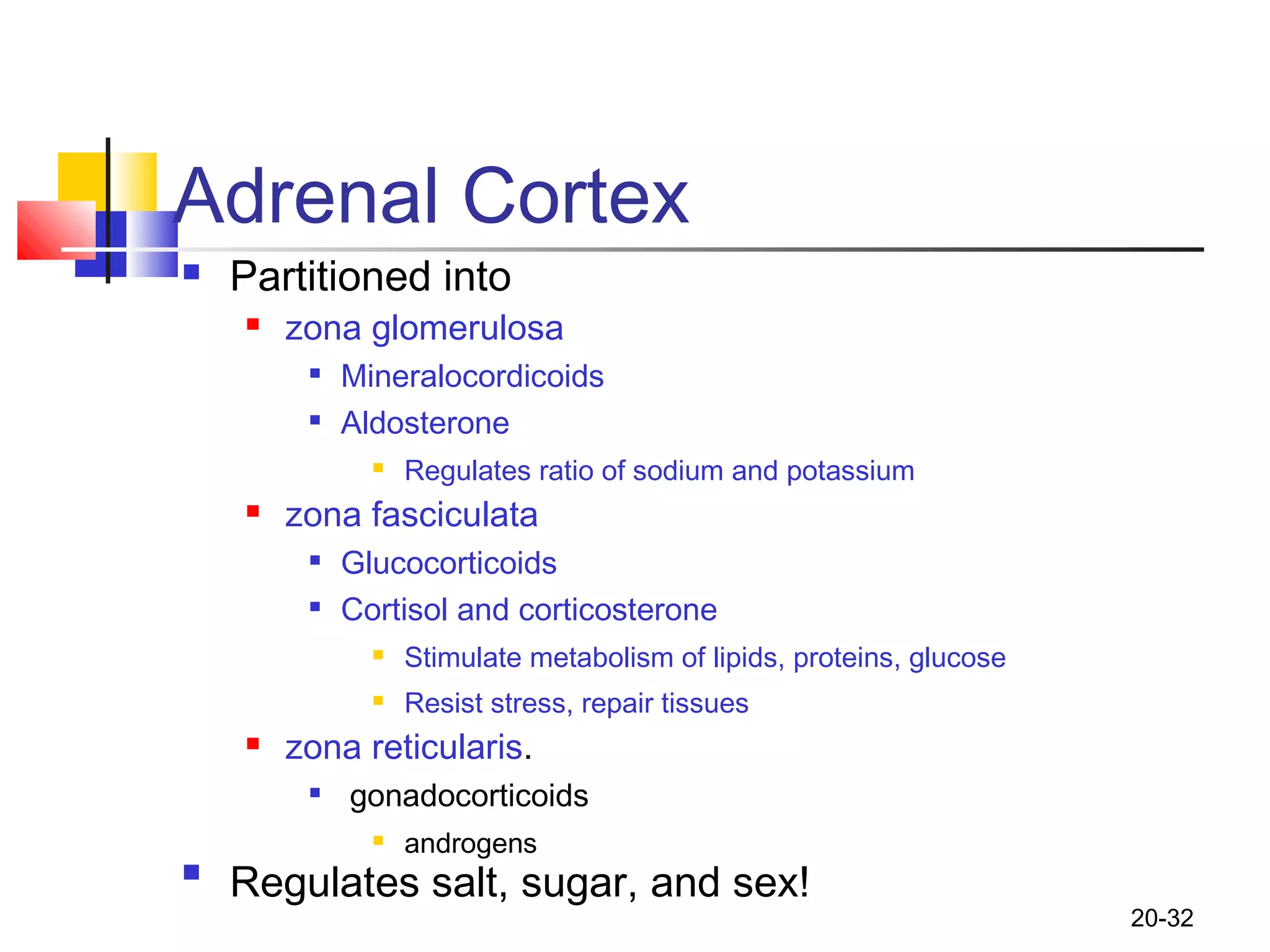 Endocrine glands | PDF