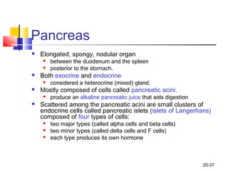 Endocrine glands | PDF