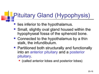 Histology of Endocrine system | PPT