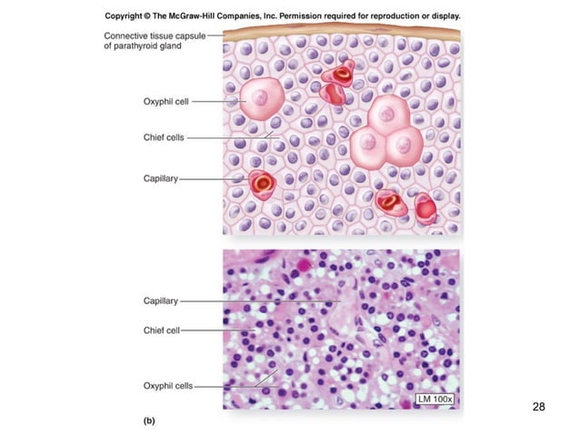 Histology of Endocrine system | PPT