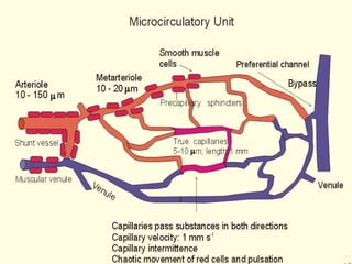 Micro circulation. Venous Blood Flow | PPT | Free Download