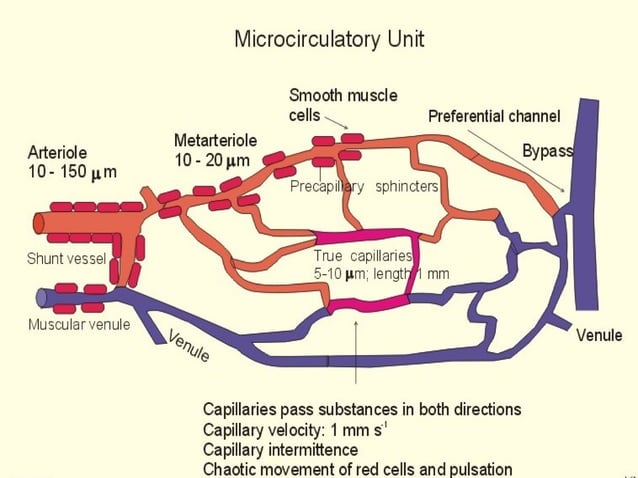 Micro circulation. Venous Blood Flow | PPT | Free Download