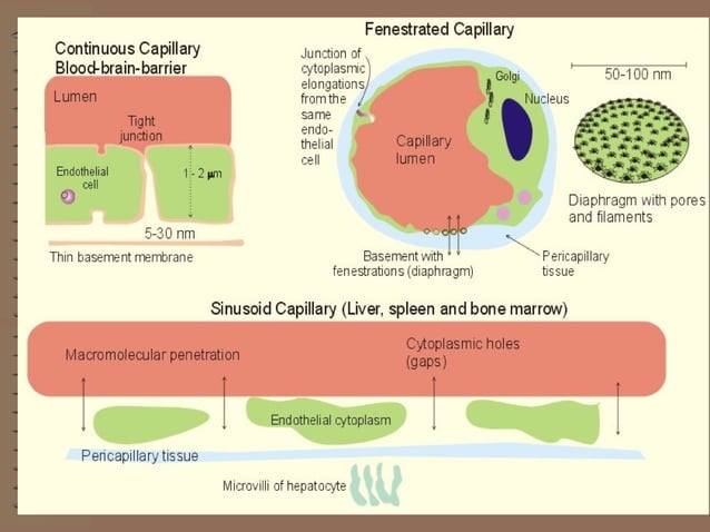 Micro circulation. Venous Blood Flow | PPT