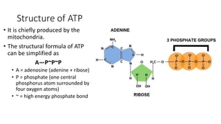 6.1 adenosine triphosphate UEC senior 1 biology 独中高一生物 | PPTX