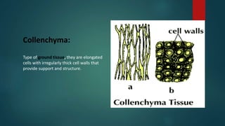 Collenchyma Cell