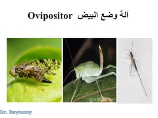 Lect.6 - General Entomolog - Abdomen Appendages | PPSX