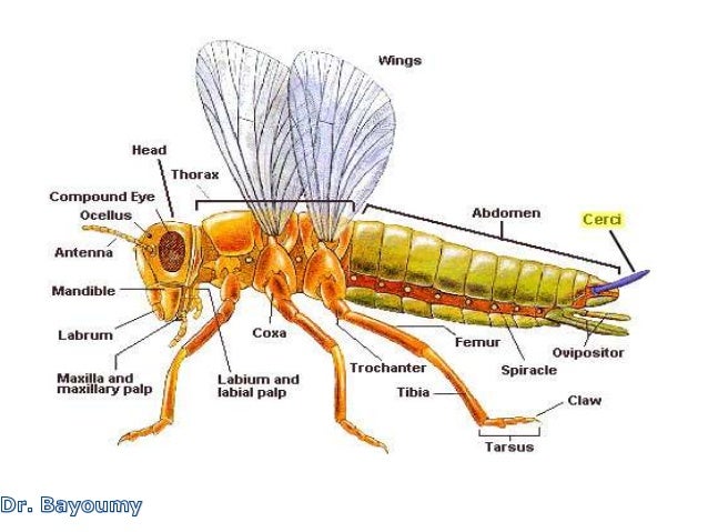 Lect.6 - General Entomolog - Abdomen Appendages