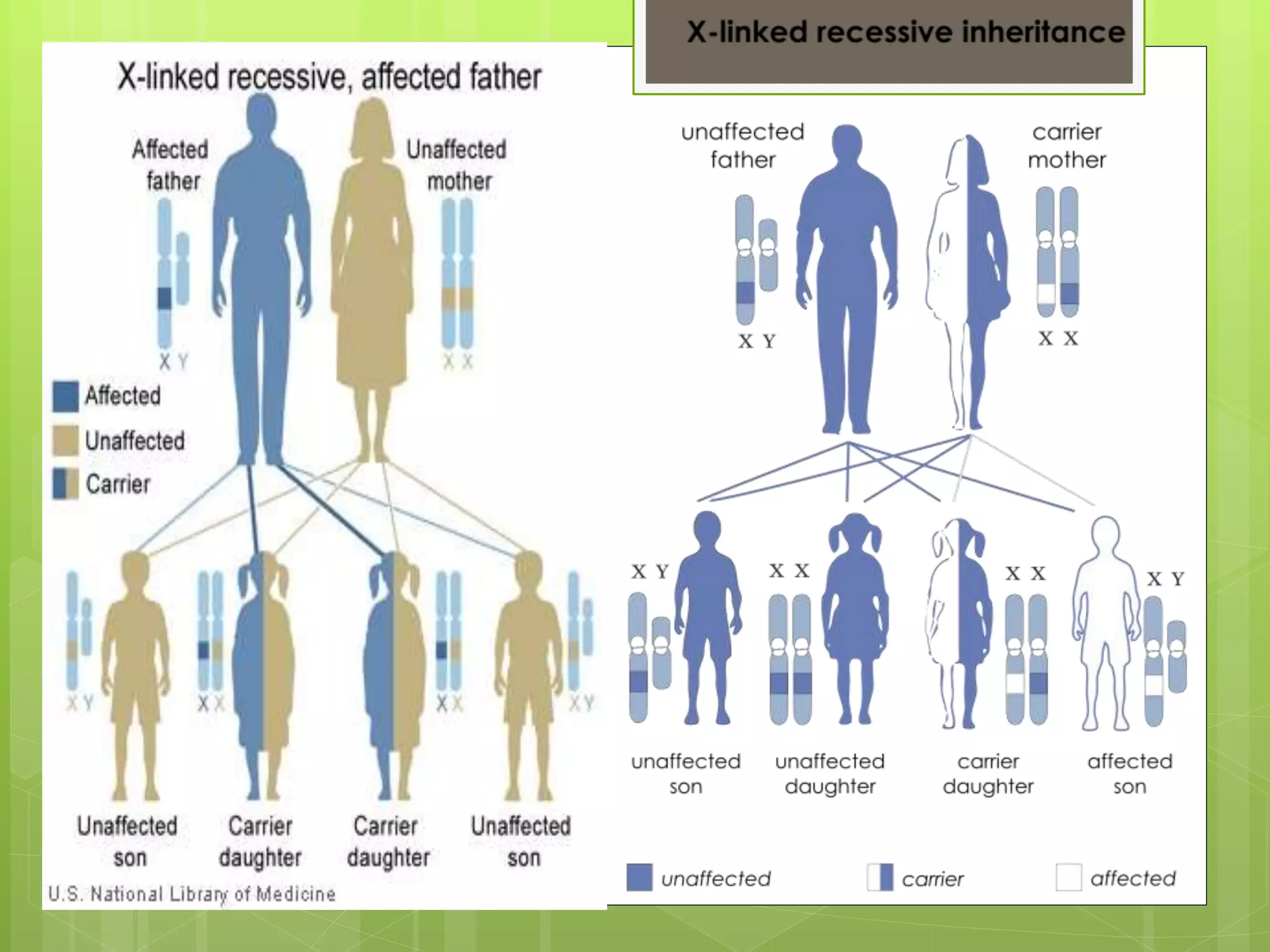 6. genetic disorder | PPTX
