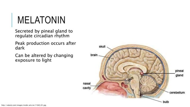 6.6 hormones, homeostasis, and reproduction | PPTX