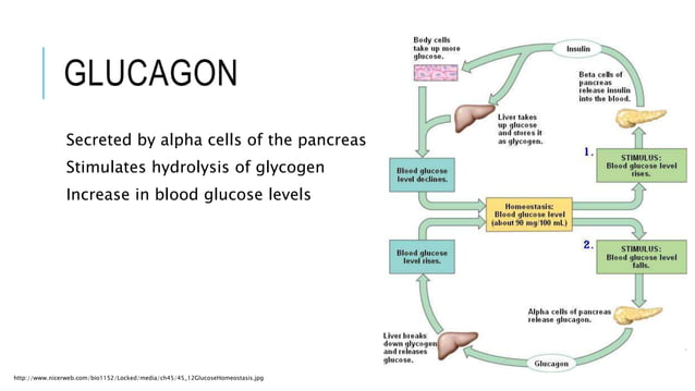 6.6 hormones, homeostasis, and reproduction | PPTX