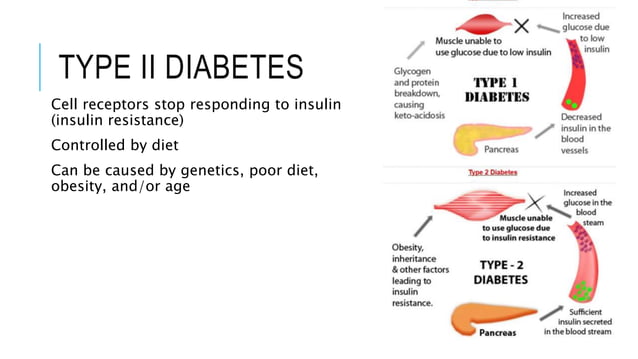 6.6 hormones, homeostasis, and reproduction | PPTX