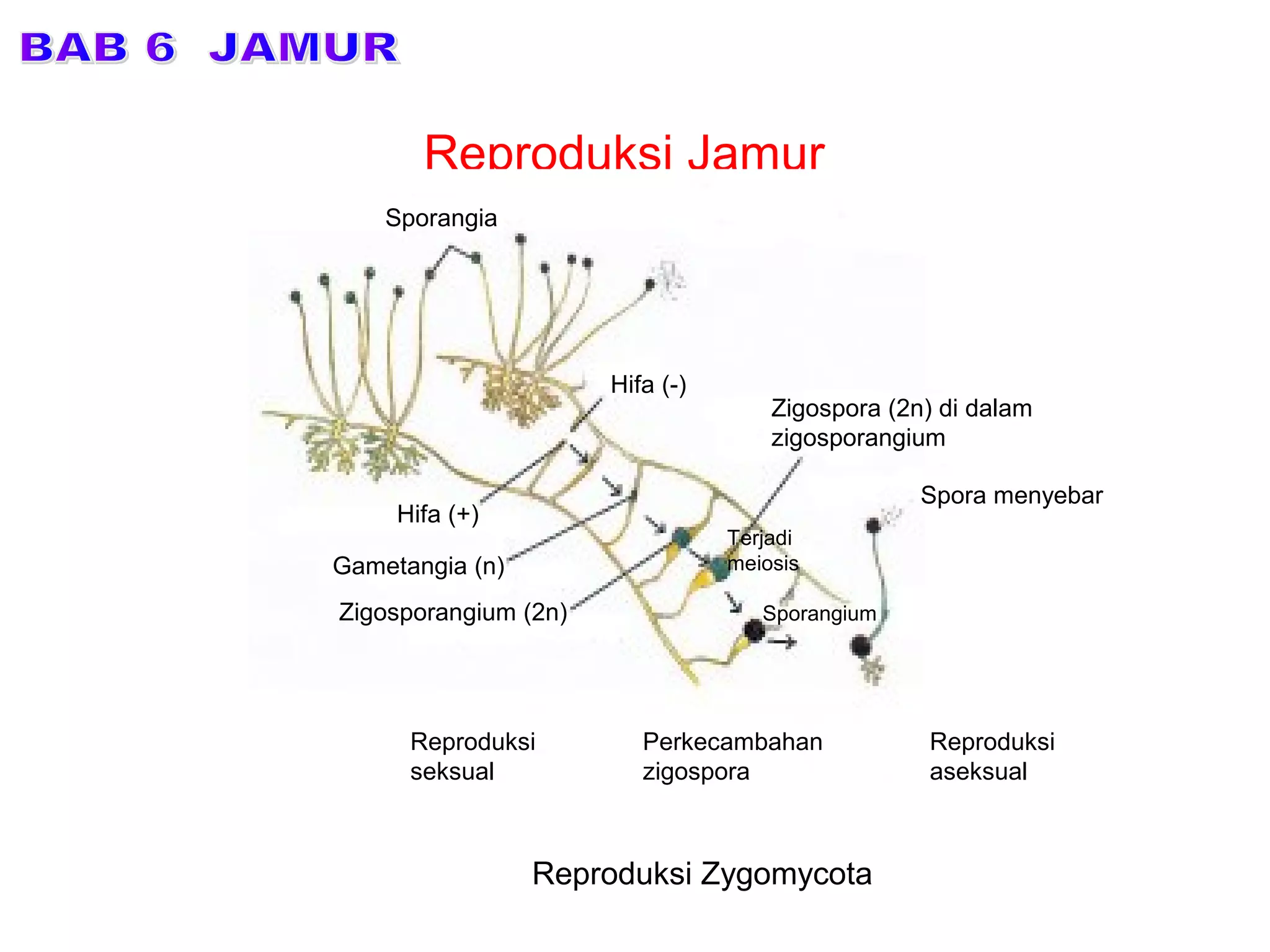BIOLOGI fungi | PPT